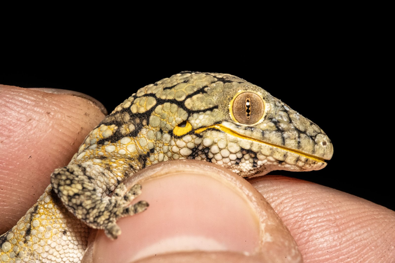 Eurydactylodes vieillardi 1.1 - Kanaky Reptiles